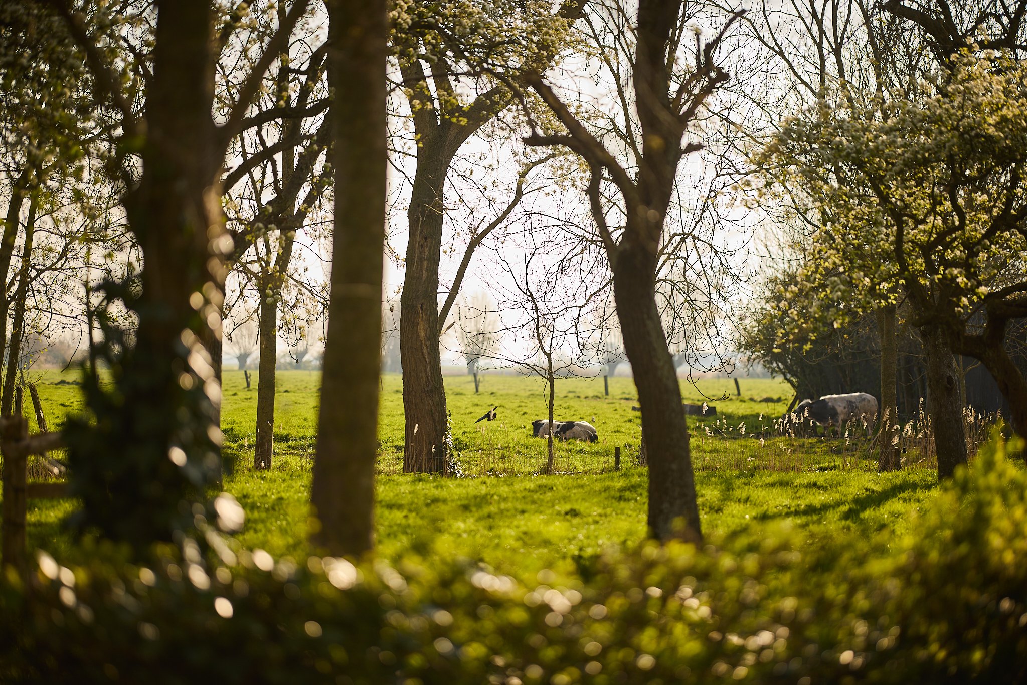 Impressie | De Witte Doorn | Vlissegem